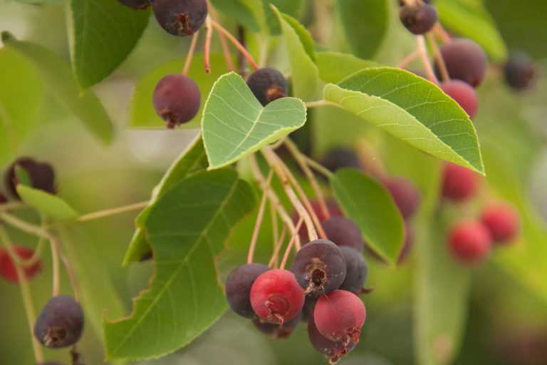 Serviceberry: The Most Delicious Fruit You Aren't Eating - Backyard Forager