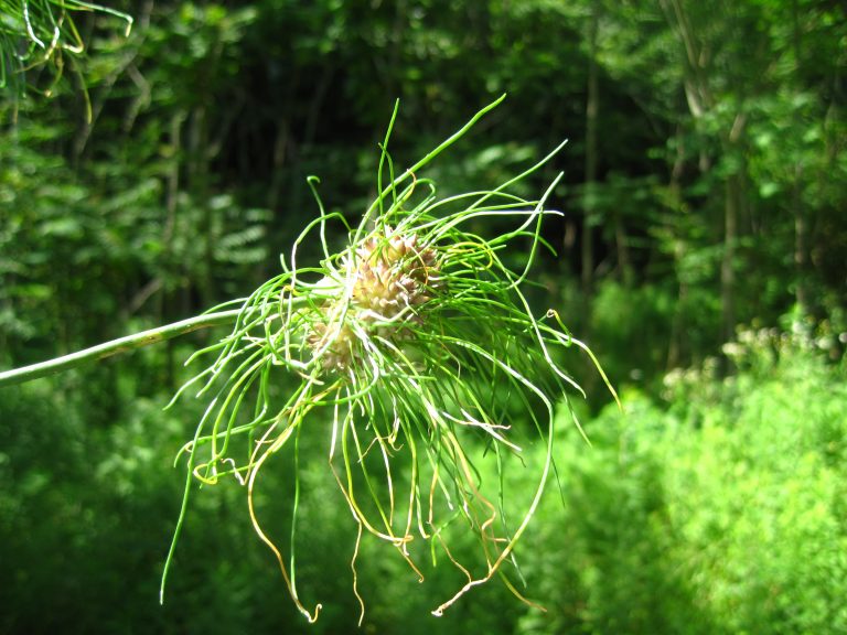 Wild Garlic (aka field garlic, aka Allium vineale) - Backyard Forager