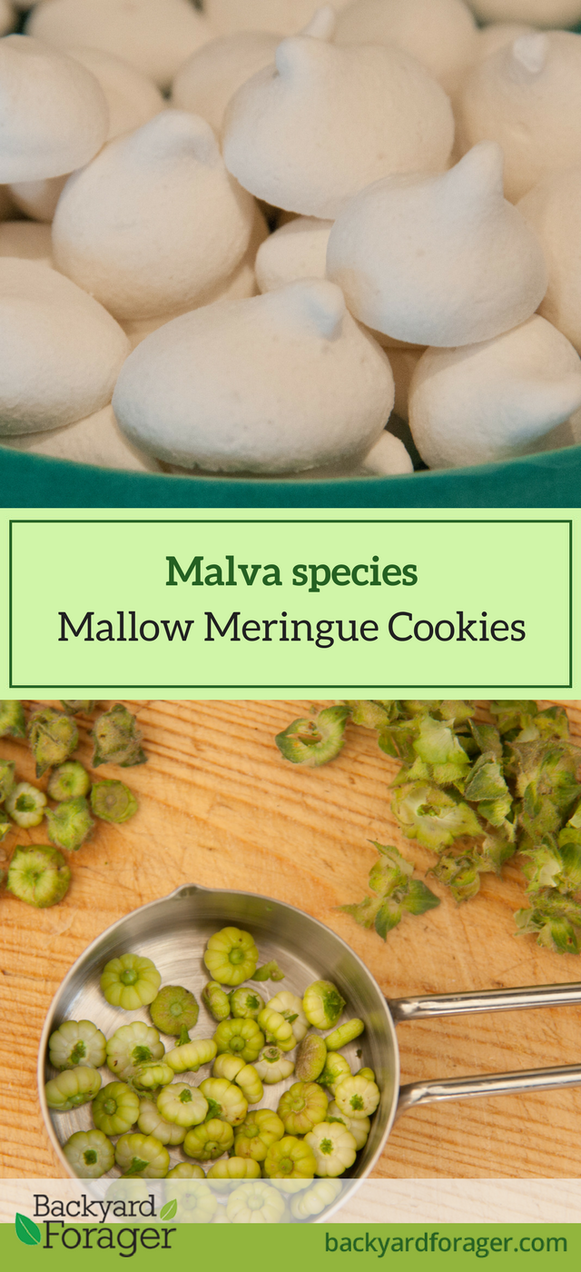 Mallow Meringue Cookies - Backyard Forager