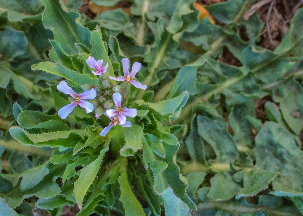 Seven Spring Greens: Coming Soon to a Field or Forest Near You ...