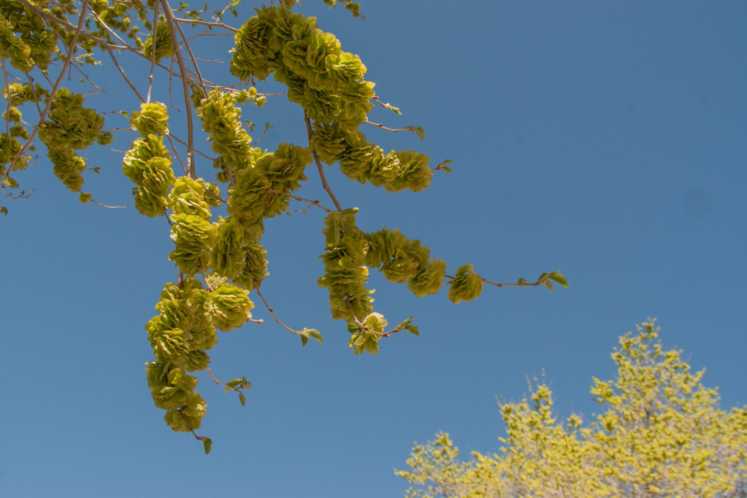 Siberian Elm Samaras: a Snack from a Tree - Backyard Forager